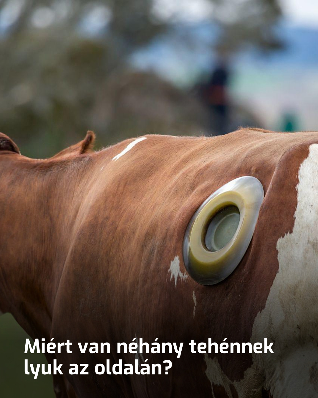 Miért van néhány tehénnek lyuk az oldalán? – Érdekesblog.com