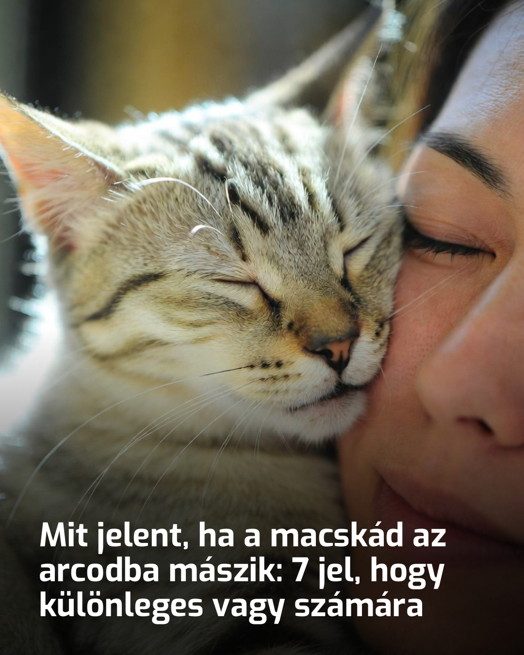 Miért bújik az arcodhoz a macskád: 7 jel, hogy több vagy neki, mint egy ...